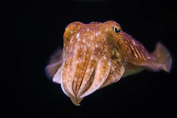 10 Wild Animals That Have Mastered the Art of Disguise - NewsBreak