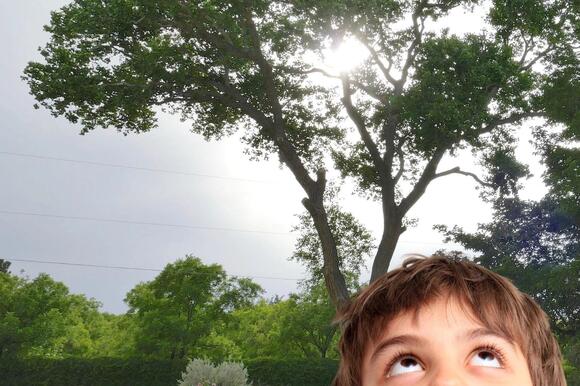 The Biggest Tree in Iowa is Just 7 Miles From the MN Border - NewsBreak