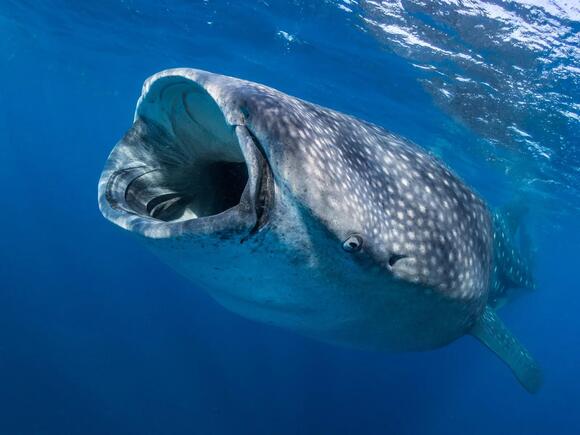The Butanding (Whale Shark) Is Giant, Gentle, and Sometimes Too ...