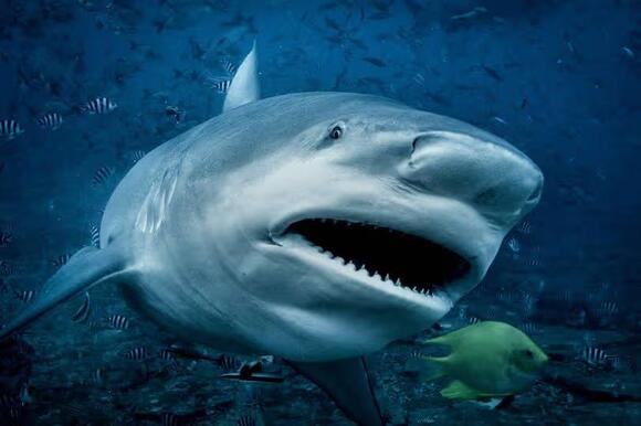 Tourist survives horror shark attack hours before dream vacation ended ...
