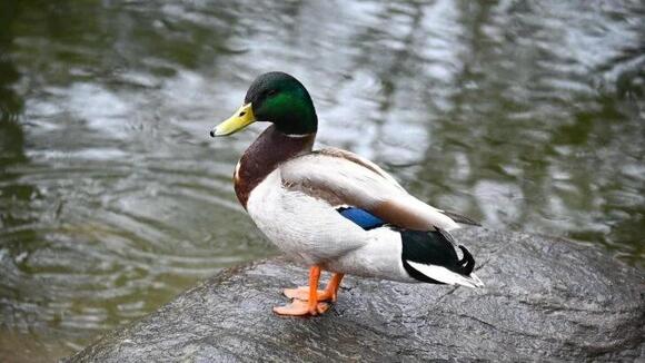This Rare US Bird Is Making a Remarkable Comeback Story - NewsBreak