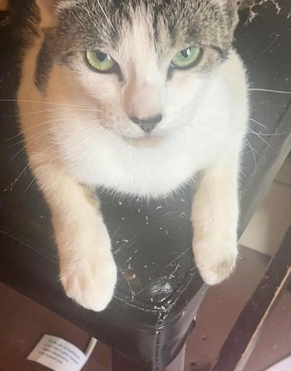 🐱 Friendly Cats Waiting for Adoption in Boston - NewsBreak