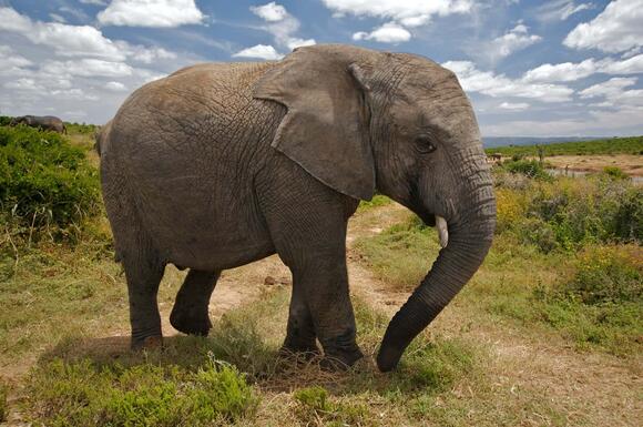 8 Deadly Encounters Between Humans and Wildlife - NewsBreak
