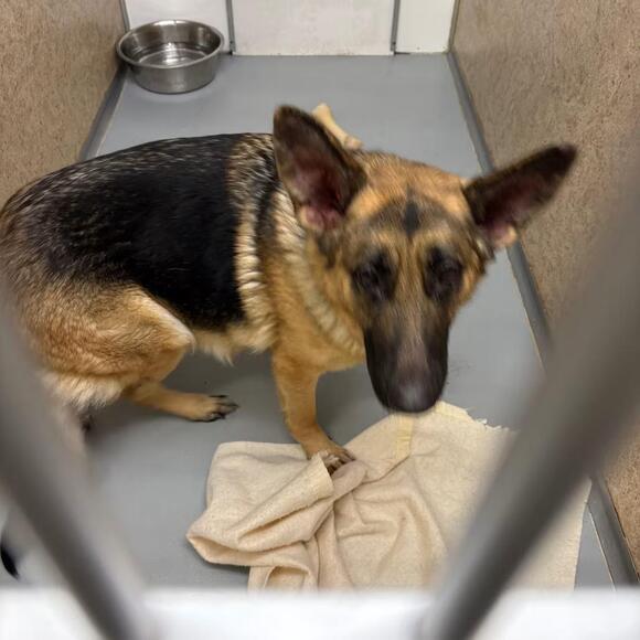 🐶 Playful, Gentle & Loyal Dogs Ready for Adoption in Pennsville - NewsBreak