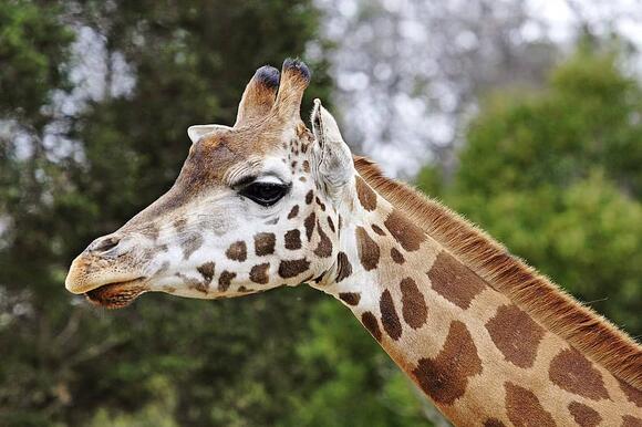 Top 10 Largest Animals in the World - NewsBreak