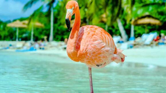 Why Flamingos Stand on One Leg - NewsBreak