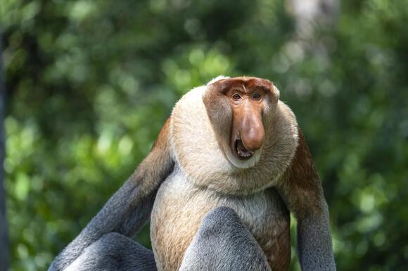 The Evolution of Proboscis Monkeys’ Bizarre Noses - NewsBreak