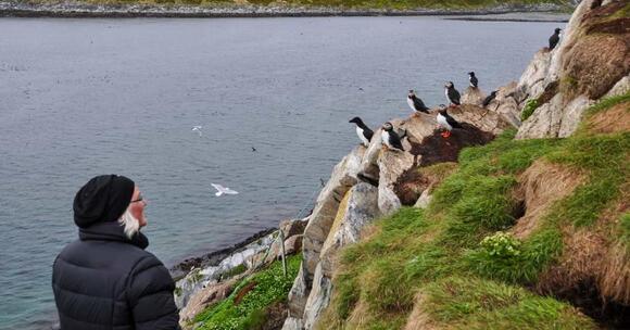 Baby Puffins Are Being Thrown Off The Cliffs in Iceland — But It’s Not ...