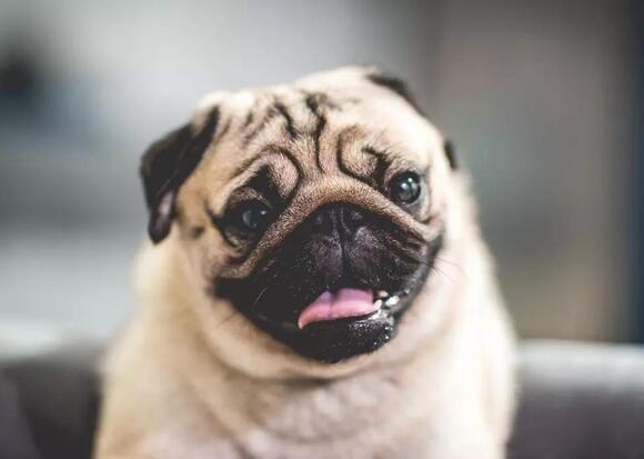 New WSDOT Pet Policy on Ferries Allows Leashed Dogs - NewsBreak