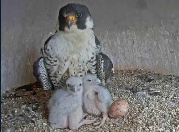 📢 Falcon Cam Update: Meet “Betsy” and Her Two Growing Chicks - NewsBreak