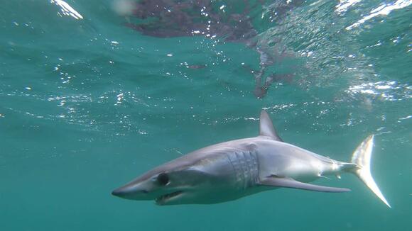 This Shark Is the Fastest Swimmer in the Sea Here’s Why - NewsBreak
