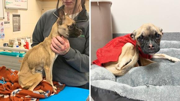 Sprout's Fight for Survival: Latest Medical Results Reveal New ...