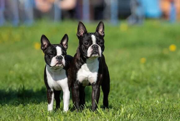 Boston Terrier Progression: Growth Chart, Milestones, and Training Tips ...