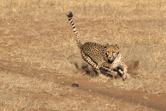 The Fastest Land Mammal How the Cheetah Outruns Its Prey - NewsBreak