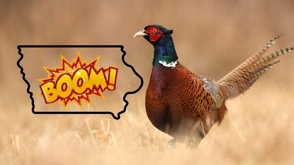 Iowa Celebrates 100 Years of Pheasant Hunting with a 20 Year Population ...