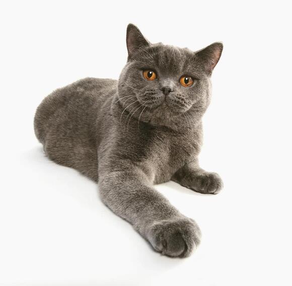 9 Cat Breeds That Build Trust Quickly and 6 That Take Years - NewsBreak