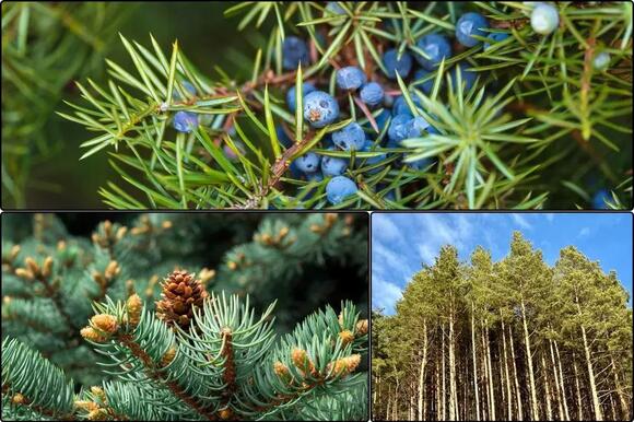 Tips For Watering Plants During Central Montana's Dry Winter - NewsBreak
