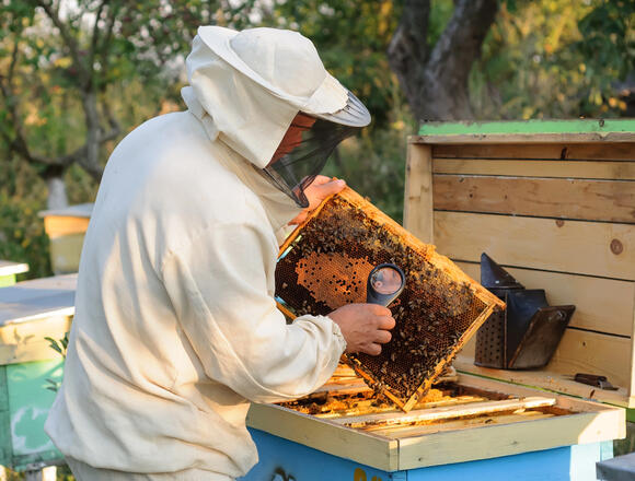 16 urban beekeeping farms in US cities - NewsBreak