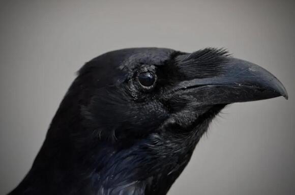 The Hidden Intelligence of Crows: What These Birds Can Teach Us About ...