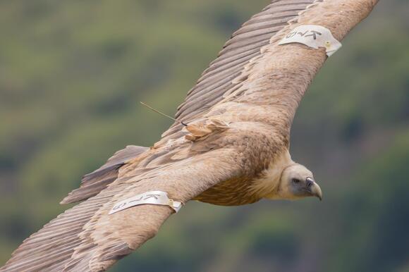 Would You Know If a Volcano Was About to Erupt? How Animals Sense ...