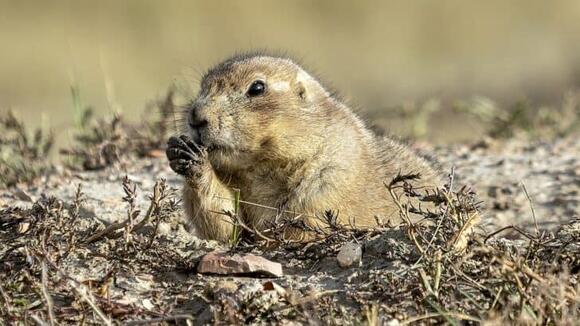 Why Prairie Dogs Have the Most Complex Social Networks - NewsBreak