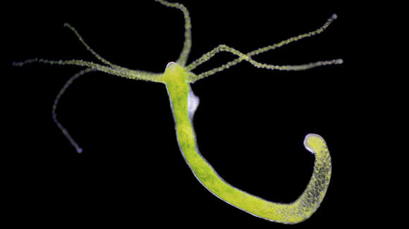 Can brainless animals think? - NewsBreak