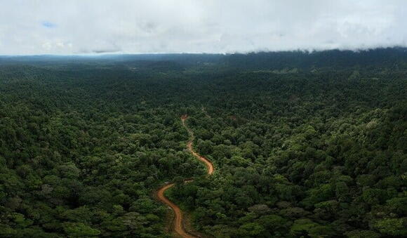 Roads Reshape the Destiny of Ecuador’s Chocó Rainforest Wildlife ...