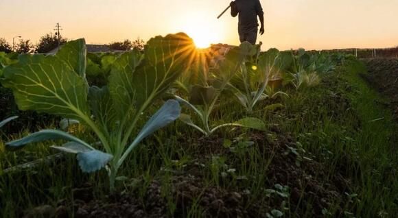 10-Year-Old Farmer Receives $83K Scholarship To South Carolina State ...