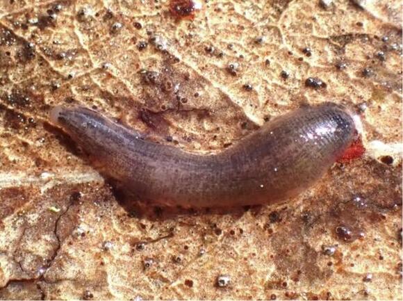 Predatory blood-sucking animal spotted San Francisco for first time in ...