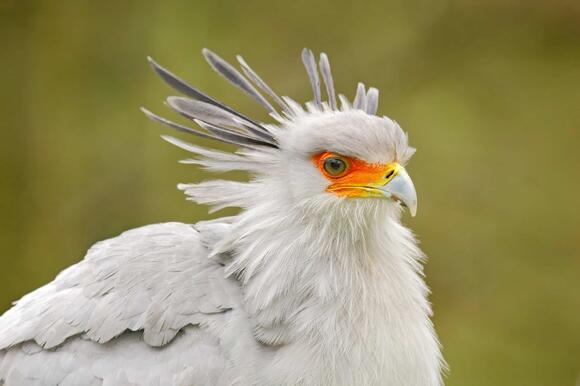 The Secretary Bird A Raptor That Hunts on Foot - NewsBreak