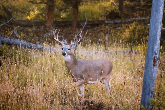 UPDATED: Michigan’s Deer Herd Under Threat: CWD Hits 16 Counties ...