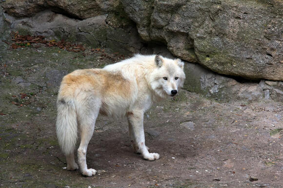 How an 18,000-Year-Old Wolf Puppy’s Frozen Fate Unveils Survival ...