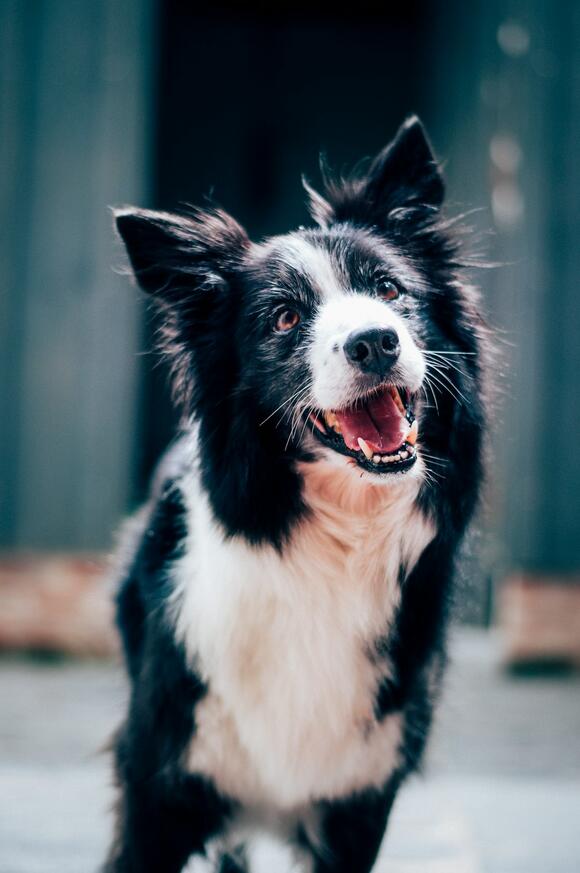 15 Ways Dogs Show Loyalty Without Saying a Word - NewsBreak