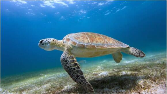 12 Amazing Marine Animals You Can See in Florida - NewsBreak