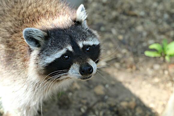 Man shot rabid raccoon off his leg during Hancock County attack - NewsBreak