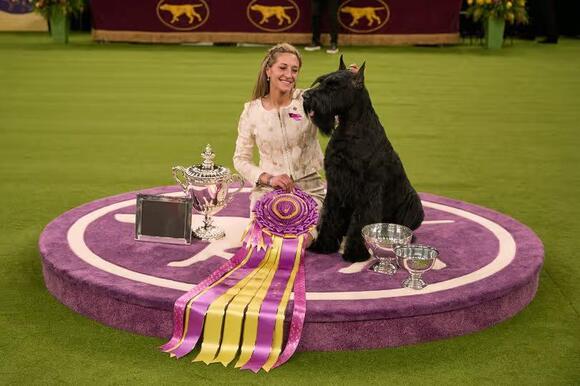 How to see the Westminster Dog Show inflatable pug in NYC this weekend ...