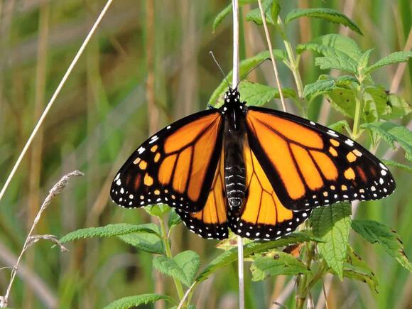 Hidden Spots to Witness the Monarch Butterfly Migration - NewsBreak
