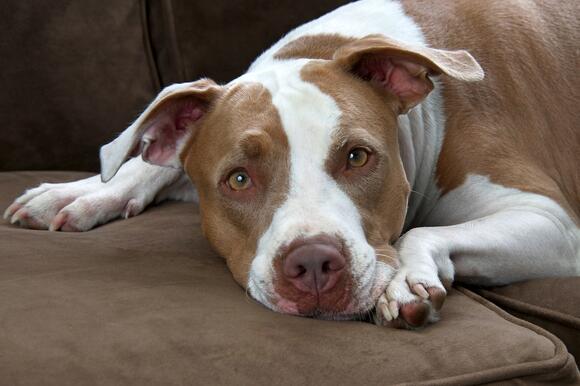 Shy Pit Bull Tries Winning New Sister Over With Funny Foot Massage ...