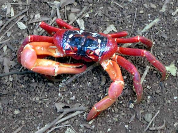 How Crabs Can Regrow Lost Claws and Legs - NewsBreak