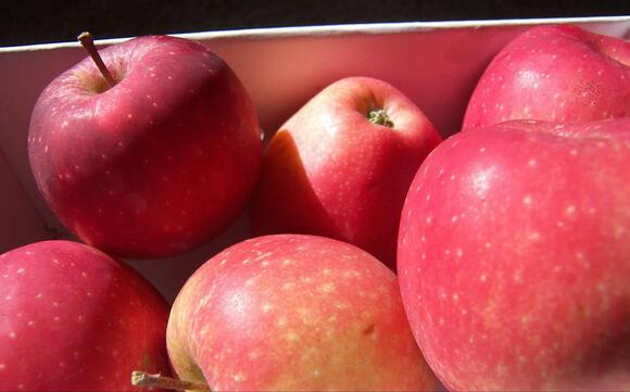 Whatever Happened to Red Delicious Apples? - NewsBreak