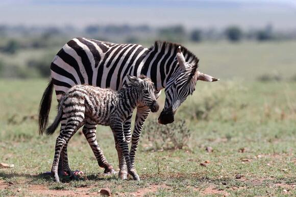 Male vs Female Zebras: 6 Key Differences - NewsBreak