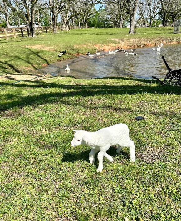 Good Samaritan rescues 5-legged lamb, seeks life-saving surgery funds