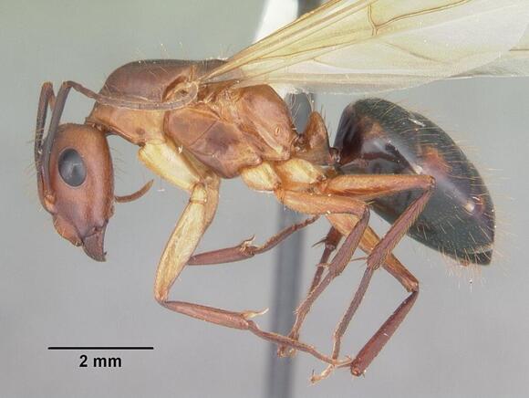 Male Ants vs. Female Ants: 5 Key Differences and Roles - NewsBreak