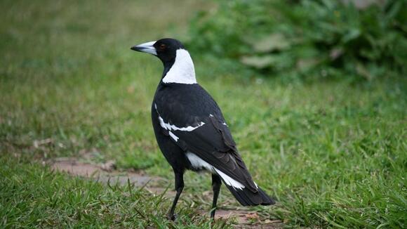 Magpie Holds Firm as Australia’s Most Frequently Recorded Bird - NewsBreak