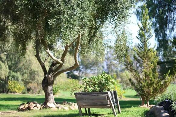 The Tree on Your Property That Could Cost You a Lawsuit - NewsBreak