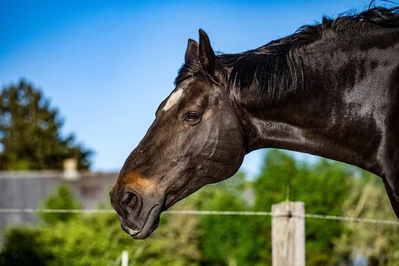 15 Steps to Protect Your Horse During Storm Season - NewsBreak