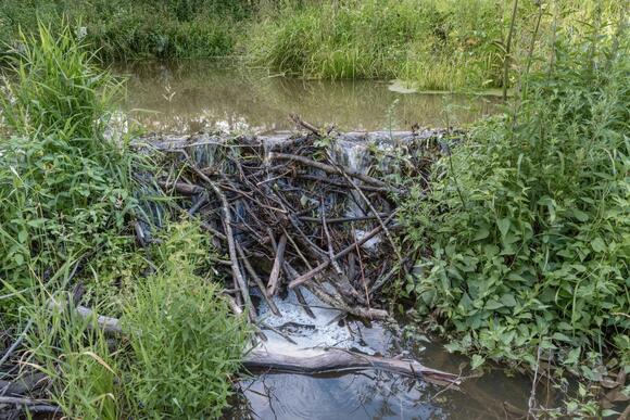 Reintroducing Wolves Changed an Entire River—Here’s How It Happened ...