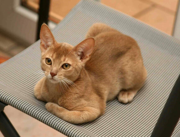 12 Cat Breeds With Stunning Eye Colors - NewsBreak
