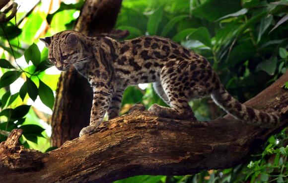 10 Wildcat Species Fighting for Survival in Their Disappearing Habitats ...