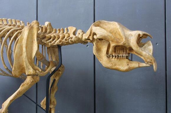 Diprotodon Was Like a Giant Wombat-Cow Hybrid — And It Roamed Australia ...